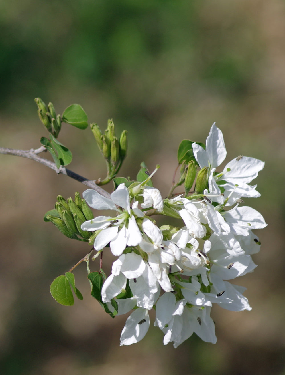 Anacacho Orchid Tree - Nativo Gardens