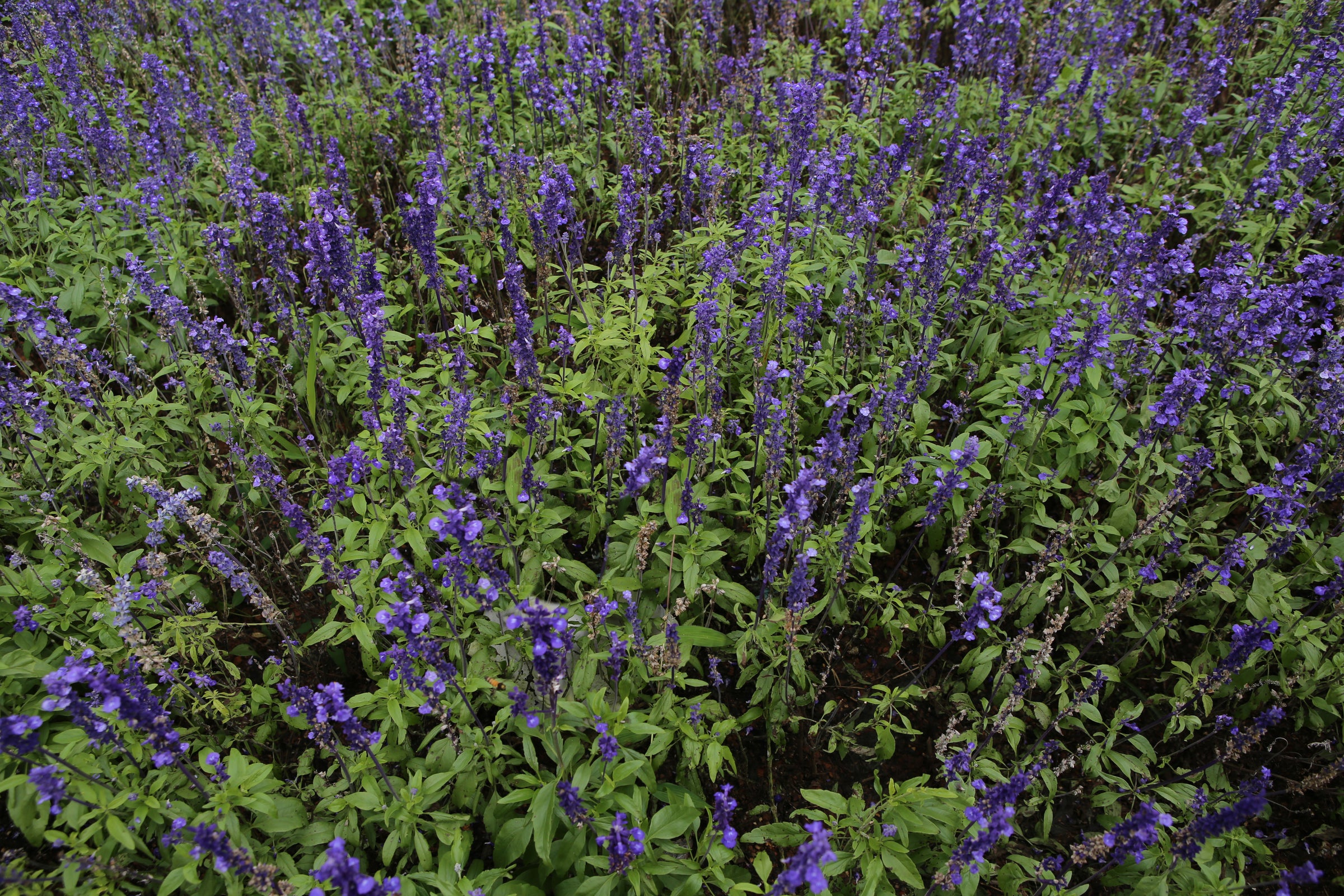 Skip to main content