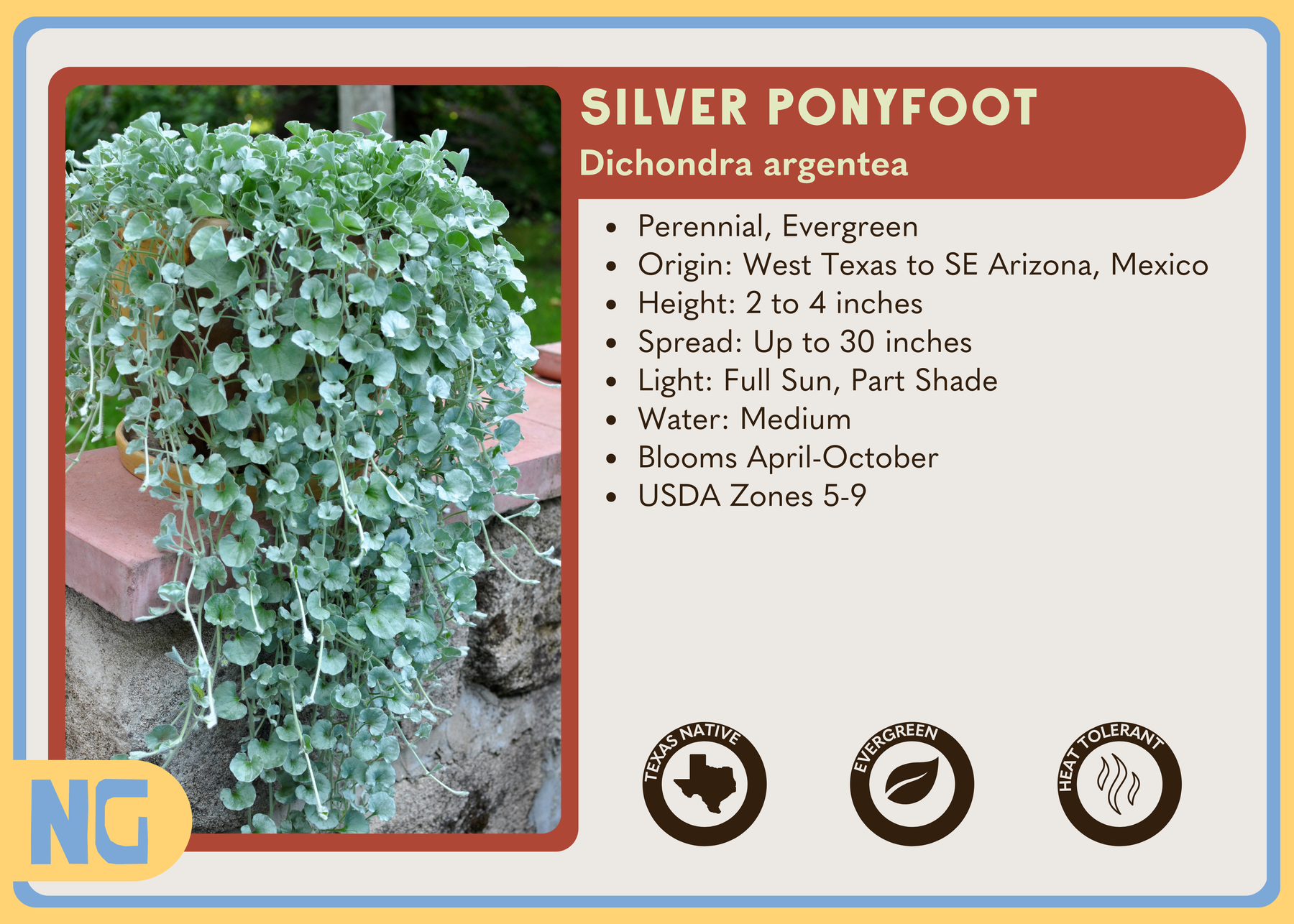 Silver Ponyfoot - Nativo Gardens