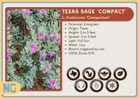 Home products Texas Sage 'Compact'