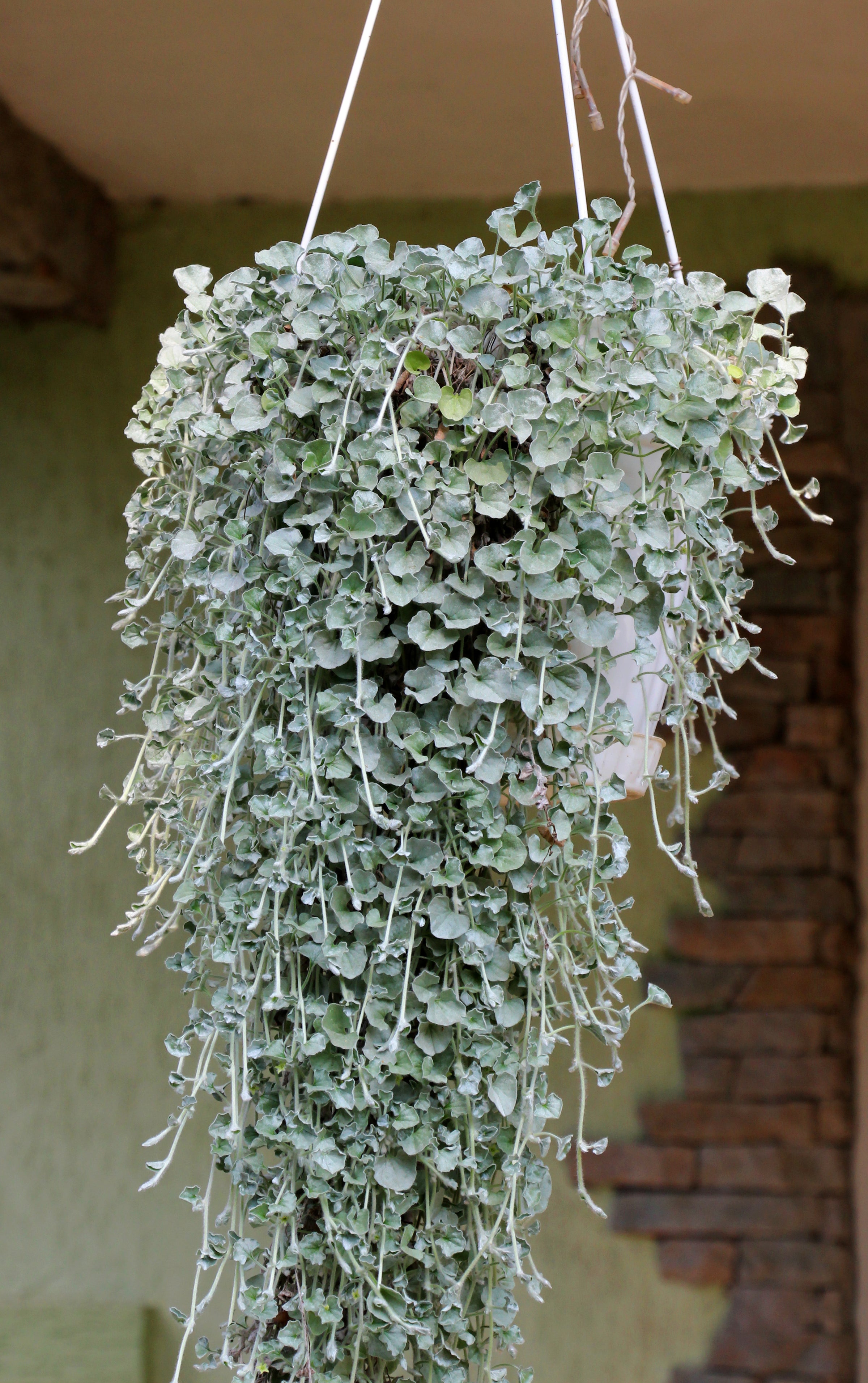 Silver Ponyfoot - Nativo Gardens