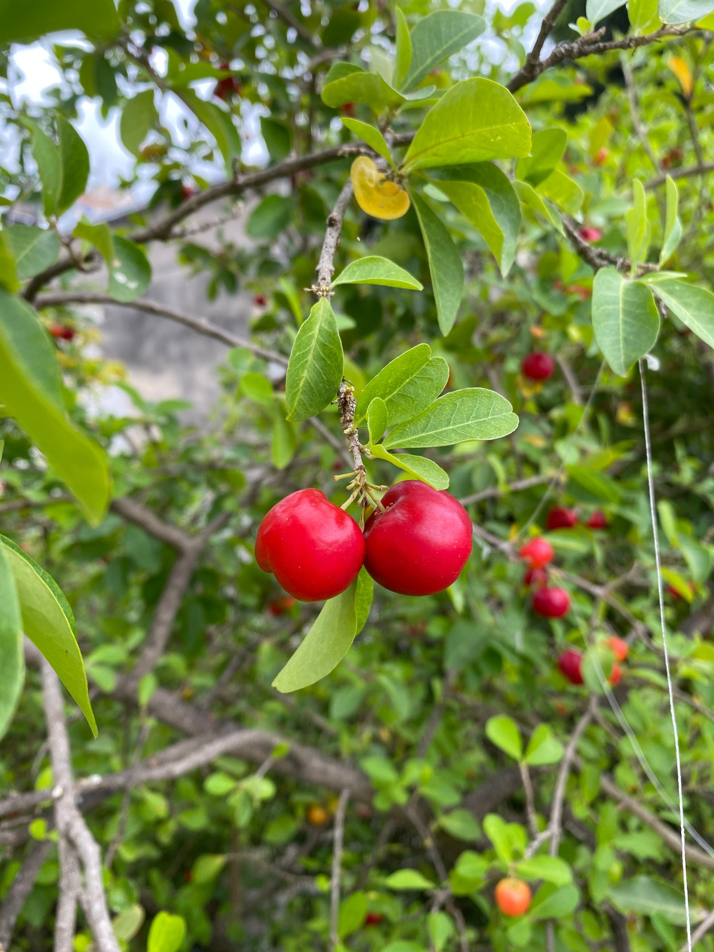 Products Archive - Nativo Gardens